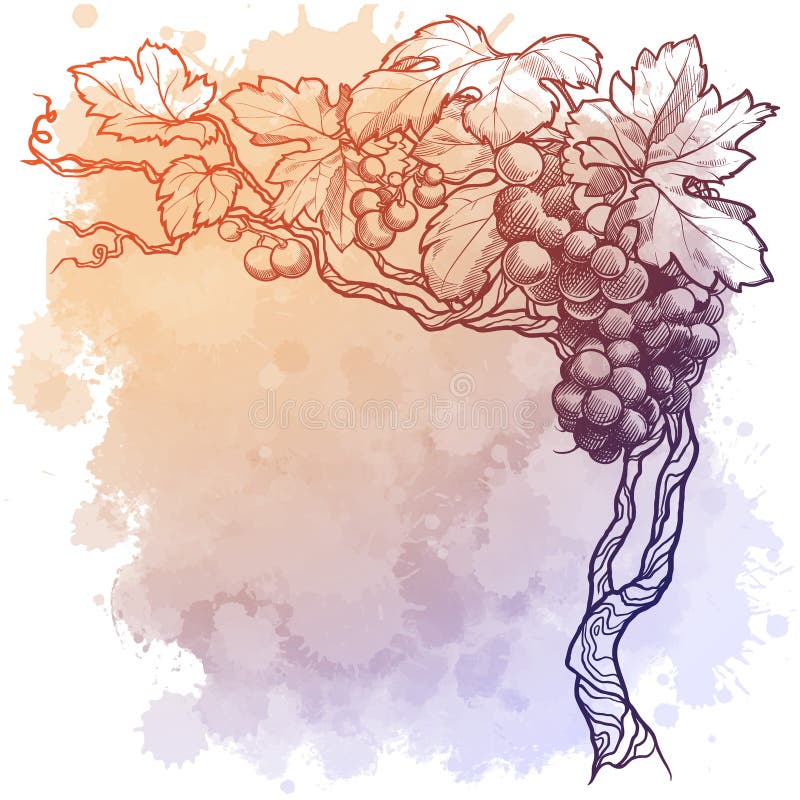Grapes Cluster with Leaves. Linear Drawing Isolated on Watercolor ...