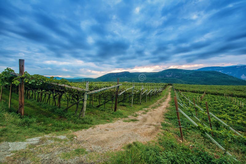 Grape vine plants at dawn stock image. Image of path - 59471775