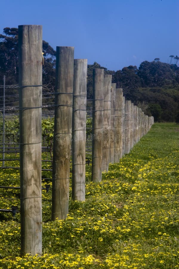 Grape vine posts stock image. Image of design, defocussed - 11534365