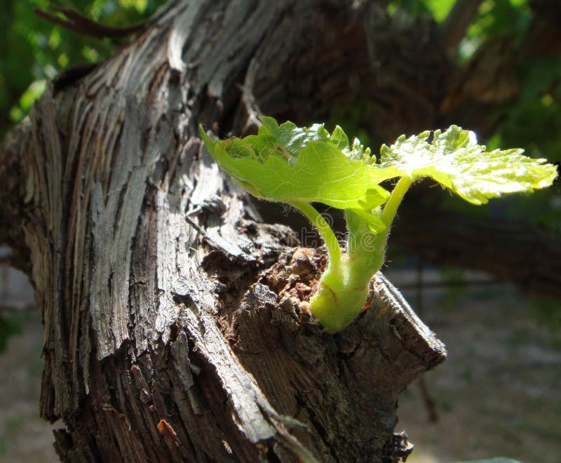 Grape vine shoot stock photo. Image of wine, buds, vine - 73347112