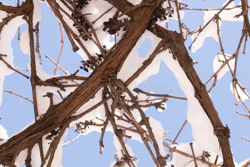 Vine with snow stock image. Image of grape, alone, direction - 13056405