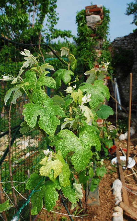 Grape Vine in Spring stock photo. Image of green, plants - 14288890