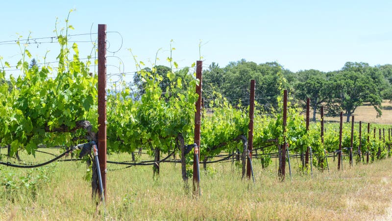 Grape Vine in Spring Napa stock image. Image of soil - 17552091