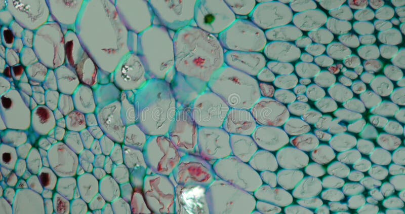 Grape vine stem stock video. Video of vine, tissue, science - 206569721