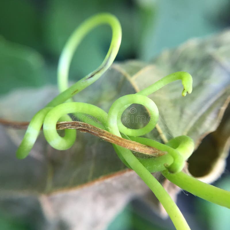 Grape Vine Tendril stock image. Image of macro, vine - 56326129