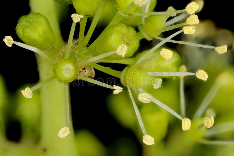Grape Vine & X28;Vitis Vinifera& X29;. Flowers Closeup Stock Image ...