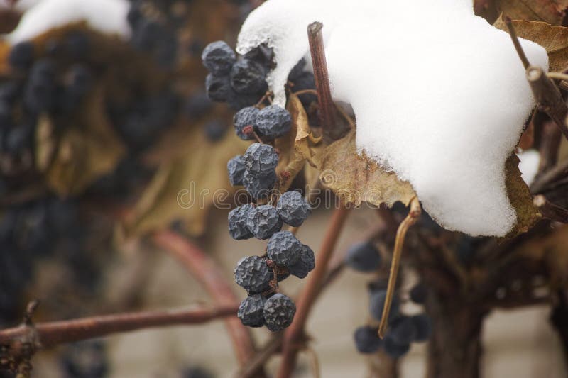 A Grape Vine with Withered Blue Grapes on it during Winter. Stock Photo ...