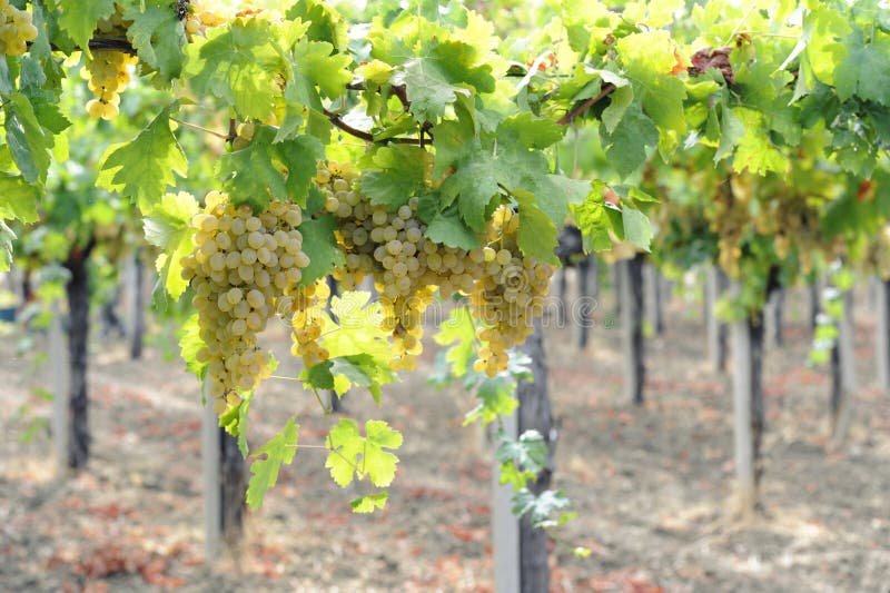 Grape vine yard stock image. Image of field, agriculture - 97179909