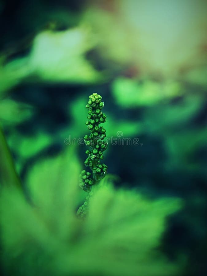 Grape Vine with Young Leaves and Buds Blooming on a Grape Vine in the ...