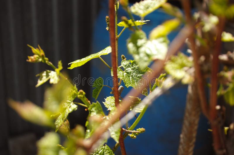 Grape Vine with Young Leaves and Buds. Springtime Stock Photo - Image ...