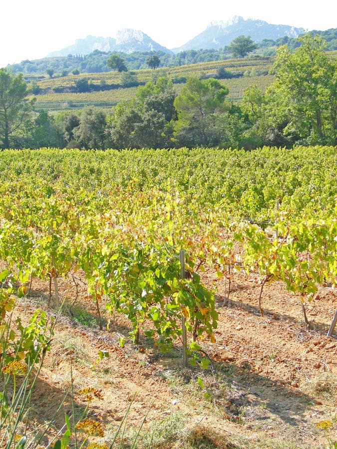 Grape Vines with Forest and Hills Stock Image - Image of forest, lines ...