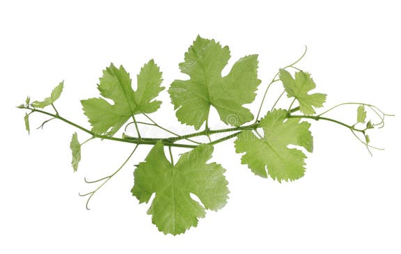 Grape vines stock image. Image of burned, antique, empty - 3876069