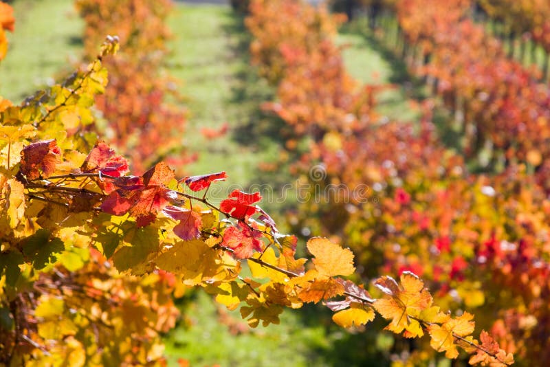 High Autumn Vines stock photo. Image of fruit, growth - 19716928
