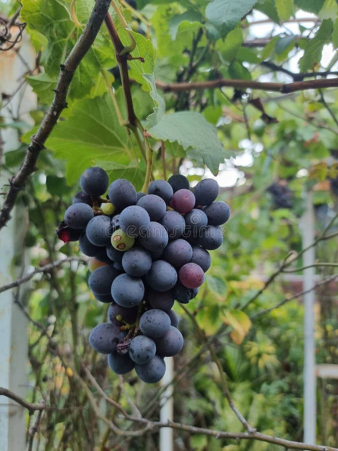 The Grape Vines that are Bearing Fruit are Very Happy when it is Time ...