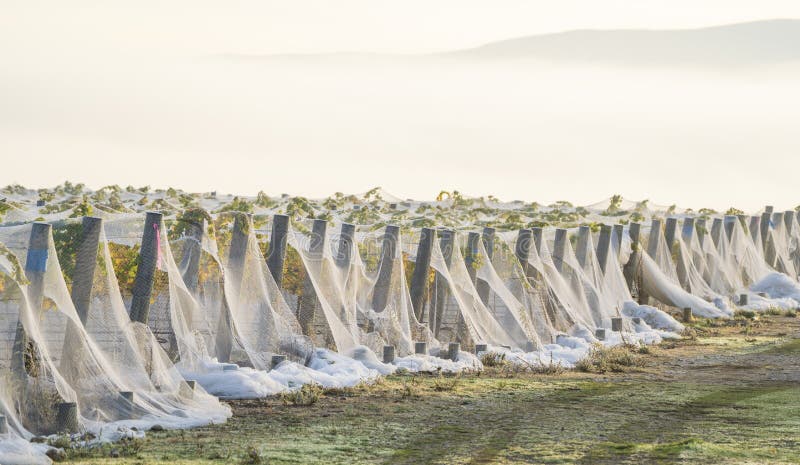 Nets on Grape Vines stock photo. Image of beverage, vineyard - 133408