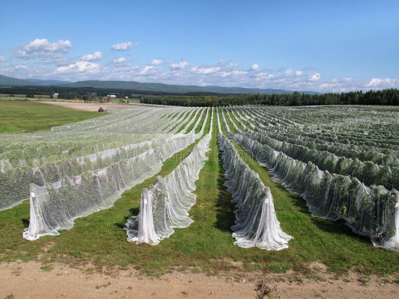 Rows of Vines Covered with Netting Stock Image - Image of scenic ...