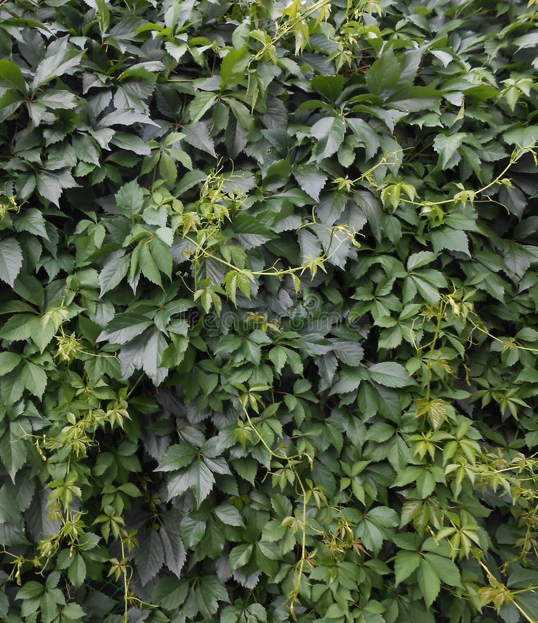 Grape vines stock image. Image of creeper, grape, bindweed - 74203721