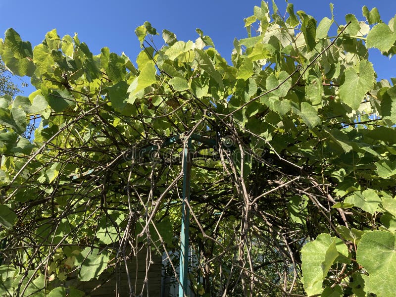 Grape Vines Grow in the Garden Stock Image - Image of wine, garden ...