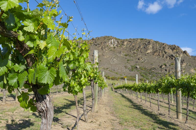 Grape Vines Growing between Posts Along Wires in Rows Leading To ...