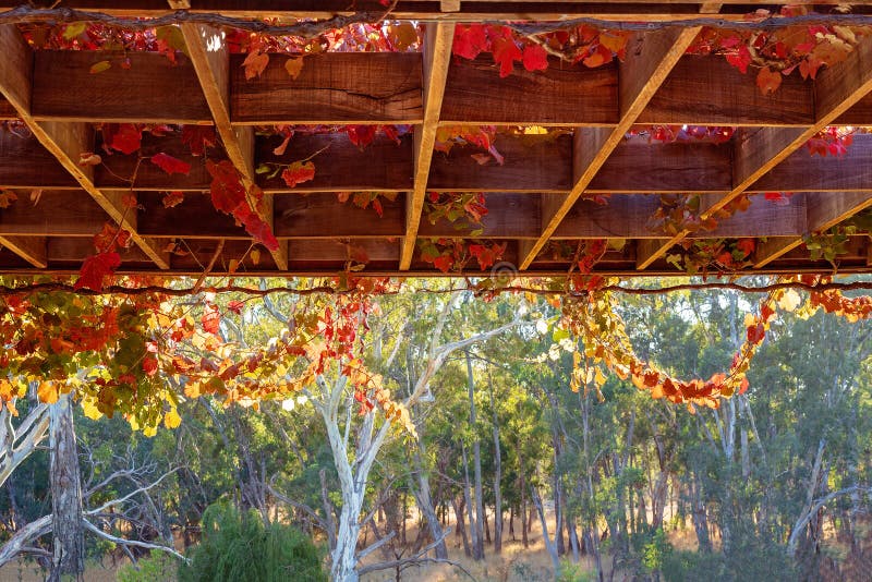 Vines Hanging from a Jungle Tree Stock Photo - Image of plants, white ...