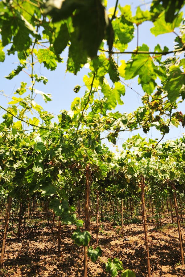 Grape Vines in Ica, Peru Used To Make Pisco Stock Image - Image of leaf ...