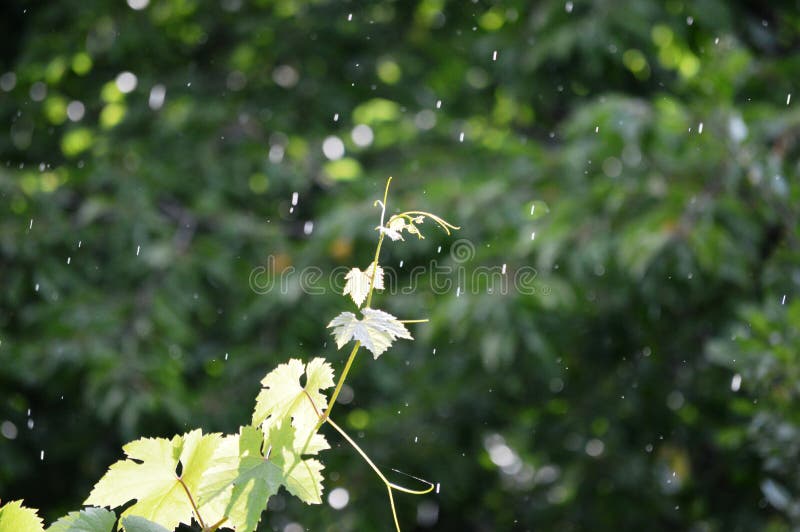 Grape Vines in the Light Spring Rain Stock Photo - Image of leaf ...