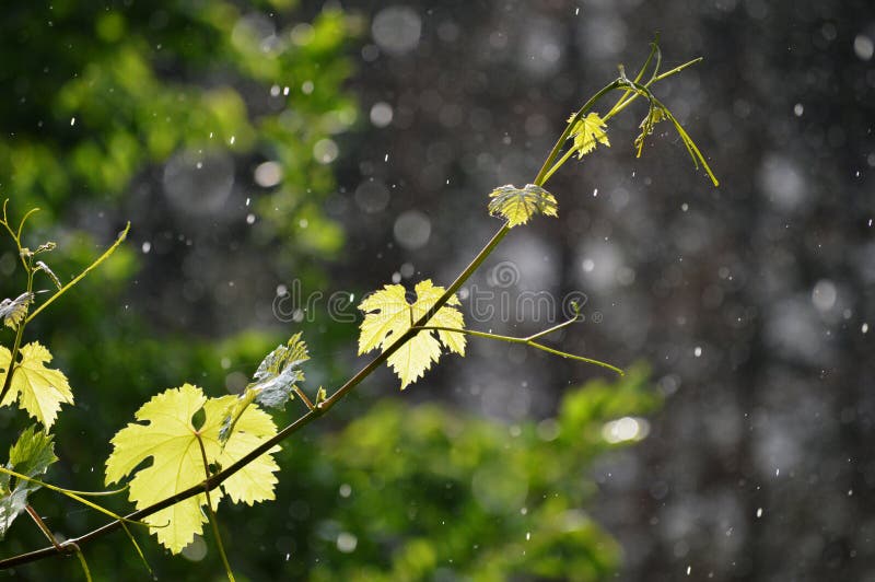 Grape Vines in the Light Spring Rain Stock Image - Image of vines ...