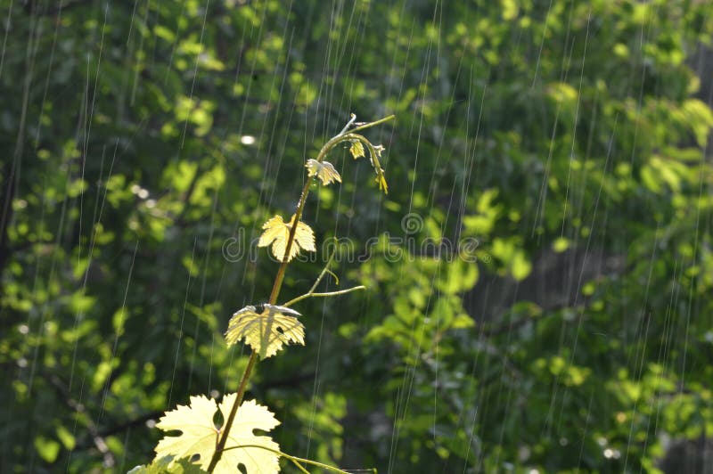 Grape Vines in the Light Spring Rain Stock Photo - Image of vines ...