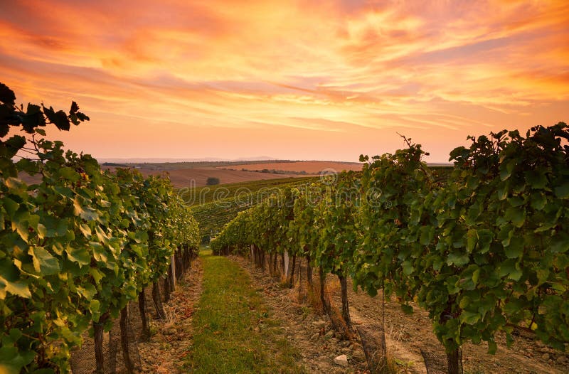 Stunning Sunset Landscape Of Grape Field Stock Photo - Image of ...