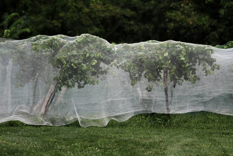 Grape Vines Netted for Protection in a Vineyard Stock Image - Image of ...