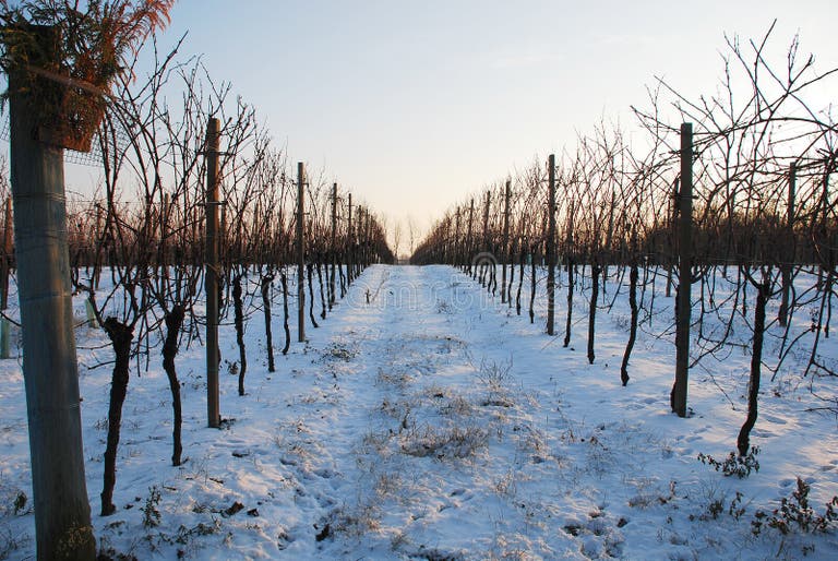 3,393 Empty Grape Vine Stock Photos - Free & Royalty-Free Stock Photos ...