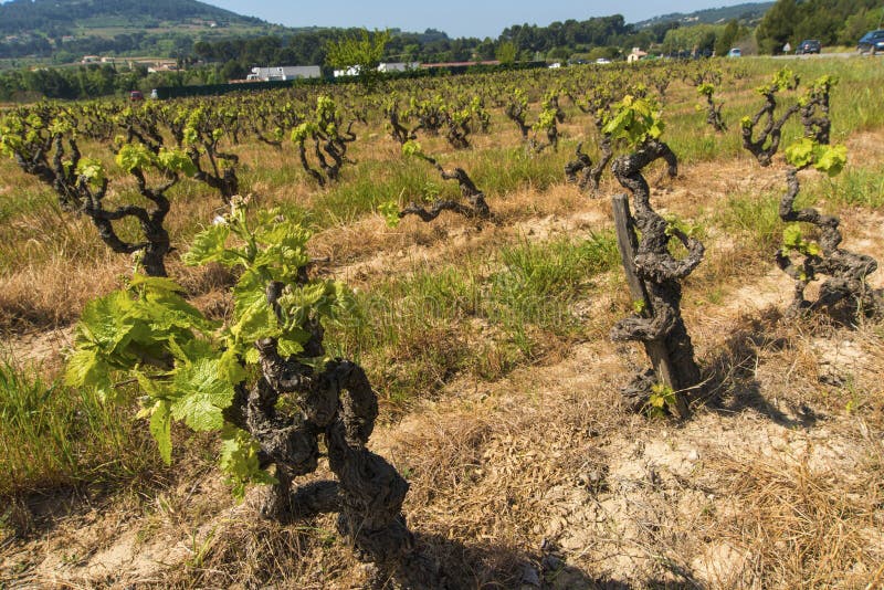 Grape Vines Springing To Life. Stock Photo - Image of life, growing ...
