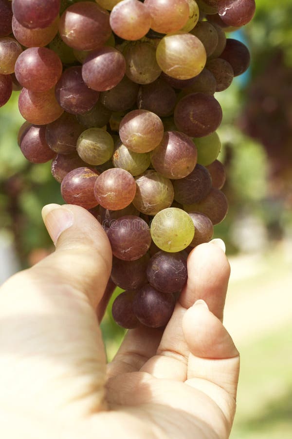 Grape vines in a vineyard stock image. Image of country - 48089823
