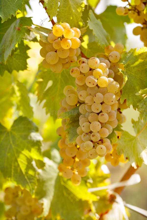 Grape in Vineyard (riesling) Stock Photo - Image of grow, gold: 58994808