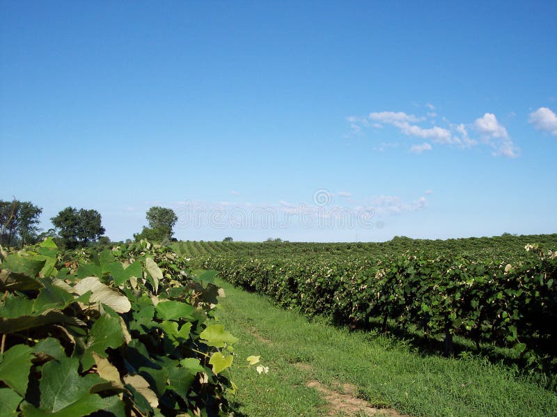 Grape in the Vineyard stock image. Image of grape, vineyard - 1467421