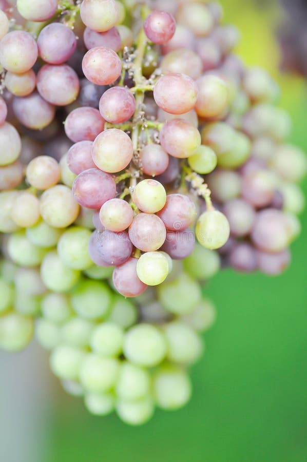 Grape or Vitis Vinifera L , Vitis Vinifera or Seedless Grape Stock ...