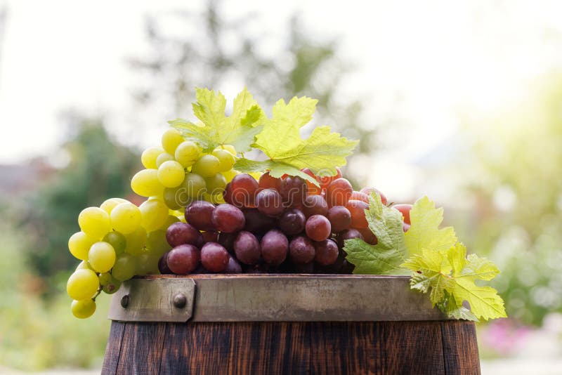 Grape on wine barrel stock image. Image of agriculture - 294497797