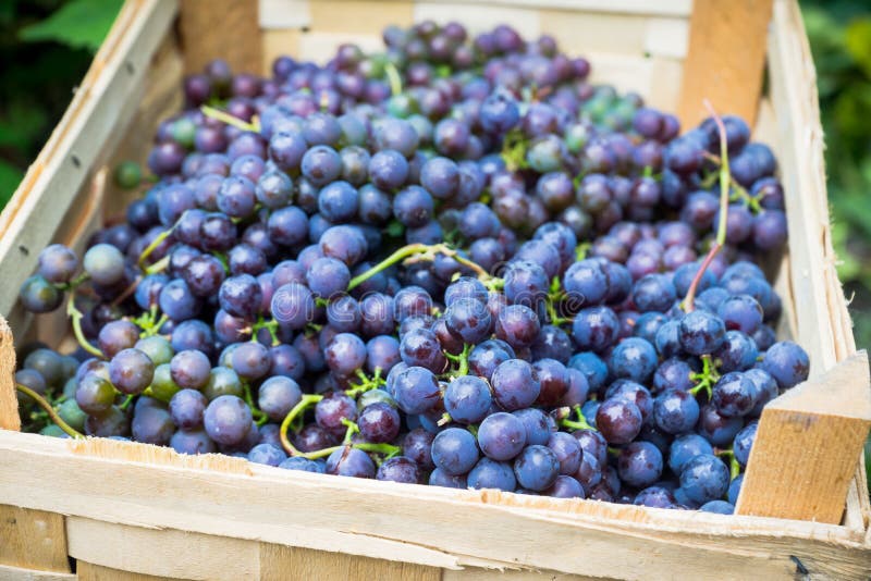 Grape in the wooden crate stock image. Image of diet - 102052987