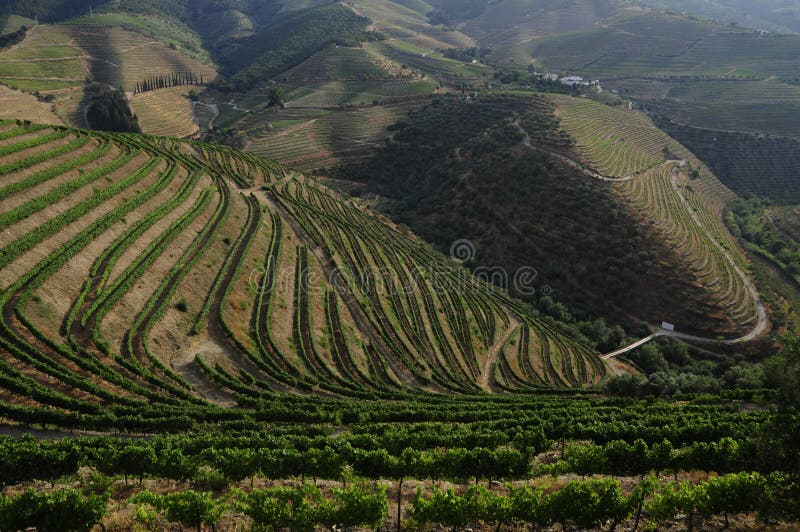 Grapefield Douro Valley Stock Photos - Free & Royalty-Free Stock Photos ...