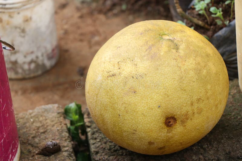 Grapefruit or Chakotra Which is Fully Ripe and Harvested. Single ...
