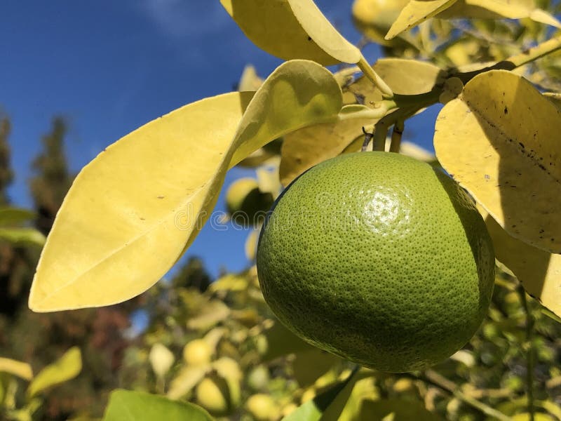 The Grapefruit Citrus Paradisi Adamsapfel Oder Paradiesapfel Stock ...