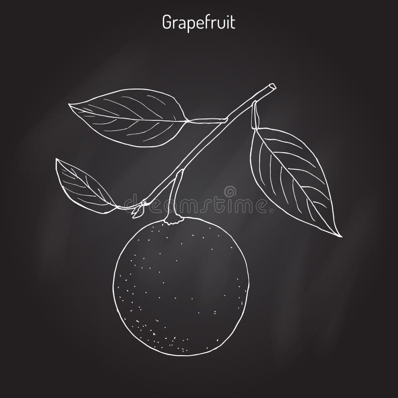 Grapefruit Citrus Paradisi , Subtropical Citrus Tree Stock Vector ...