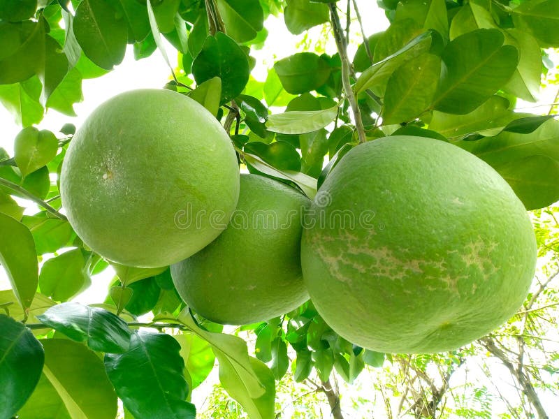 Grapefruit Fruit Plant Young Grapefruit Fruit Grapefruit Agriculture ...