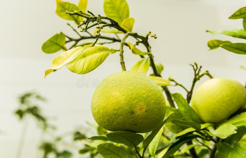 Grapefruit, fruit tree stock image. Image of grapefruit - 48102287