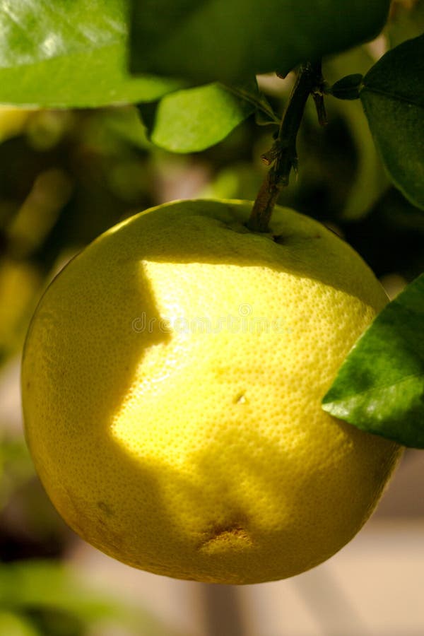 Grapefruit Growing on Tree Branch Stock Photo - Image of medicinal ...