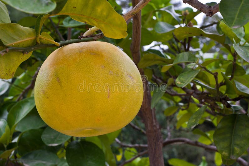 Grapefruit Growing on Tree stock image. Image of agriculture - 45281457
