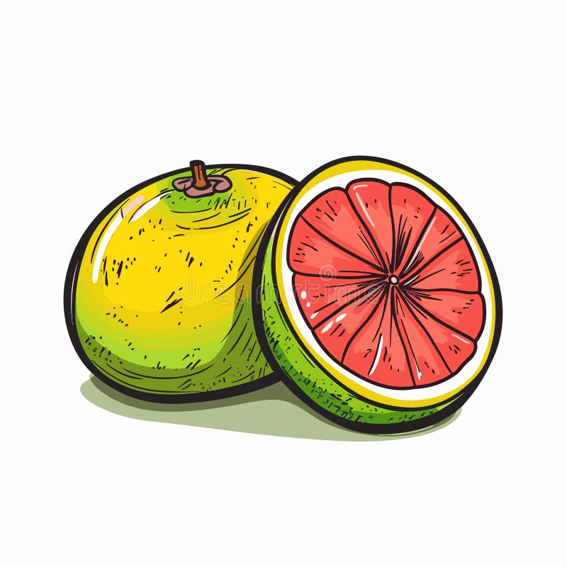 Grapefruit Hand-drawn Illustration. Grapefruit. Vector Doodle Style ...