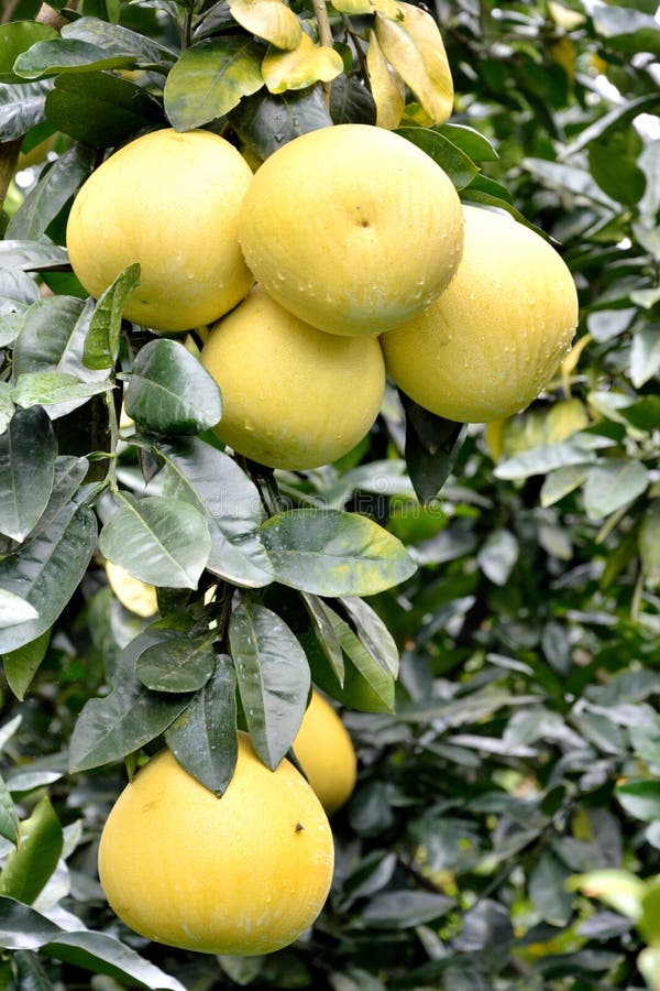 Grapefruit Harvest on Trees Stock Image - Image of rich, agriculture ...