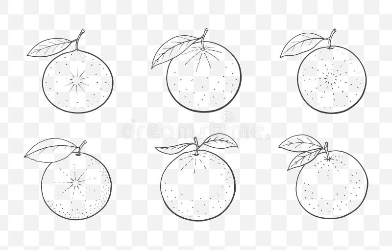 Print Grapefruit Line Art Vector Set Elegant Citrus Design for Print ...