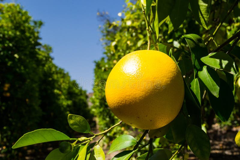 The Grapefruit in the Orchard. Stock Image - Image of fresh, field ...
